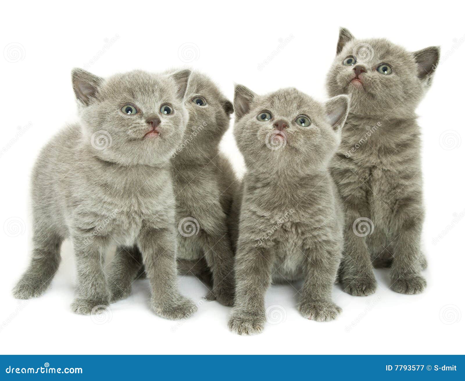 Four kittens over white stock image. Image of beautiful - 7793577