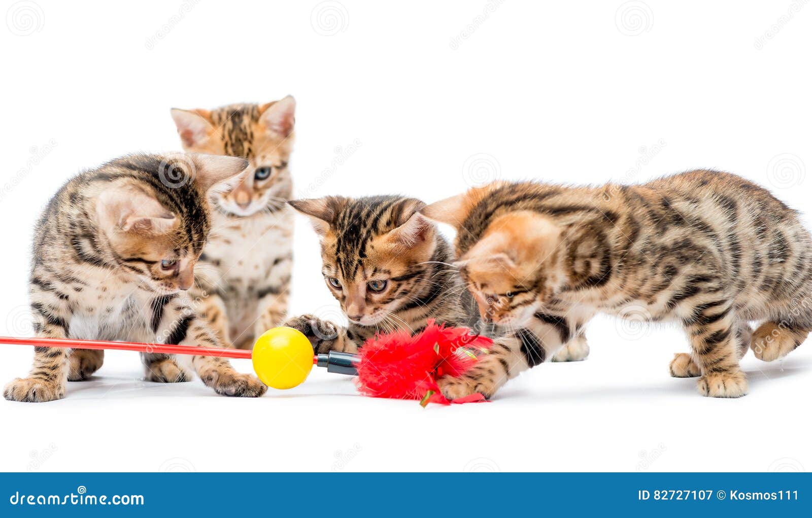 Four Kittens Playing with the Bait Stock Image - Image of play, feline ...