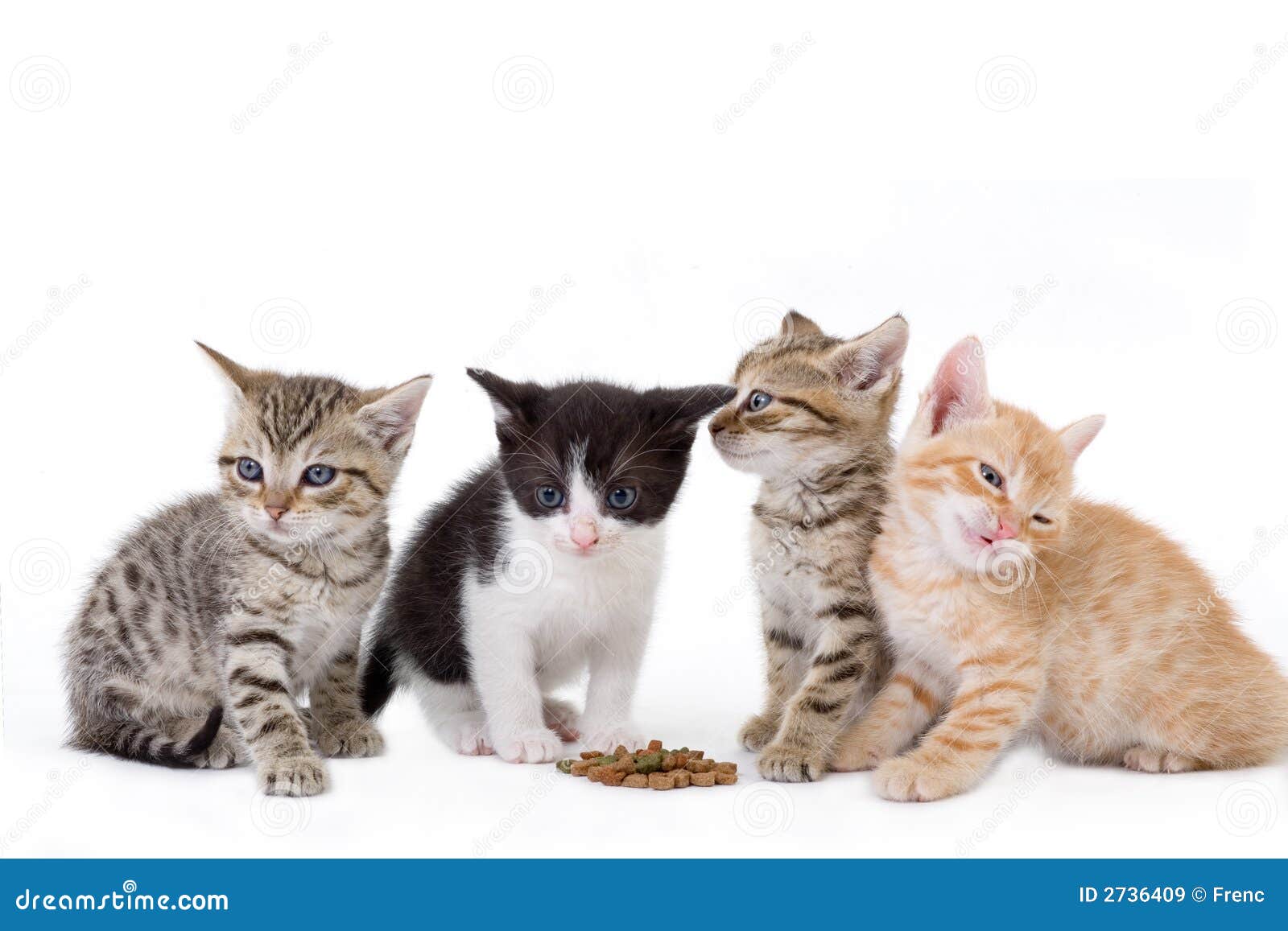 Four kittens sits stock image. Image of striped, domestic - 2736409