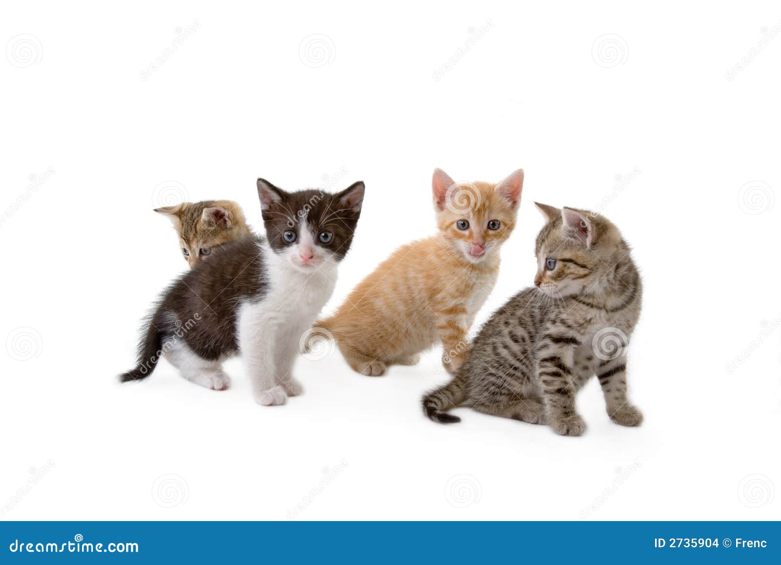 Four Kittens Sits on the Floor Stock Photo - Image of looking, kitten ...