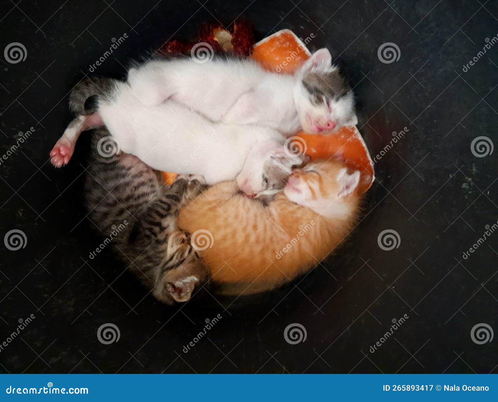 Four Kittens Sleeping Together Stock Image - Image of kittens, together ...