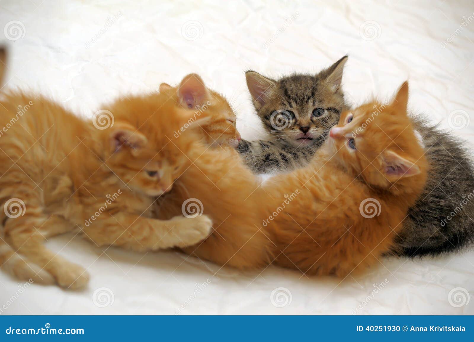 Four kittens together stock photo. Image of domestic - 40251930