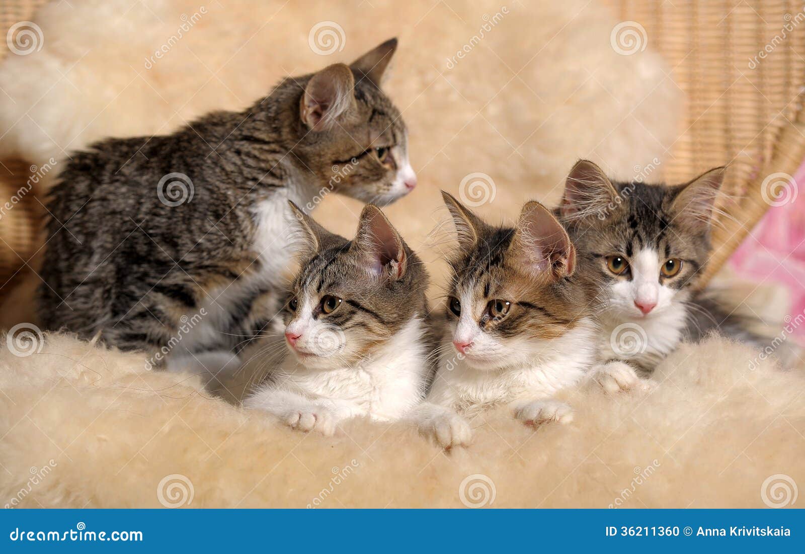 Four kittens together stock photo. Image of female, feline - 36211360