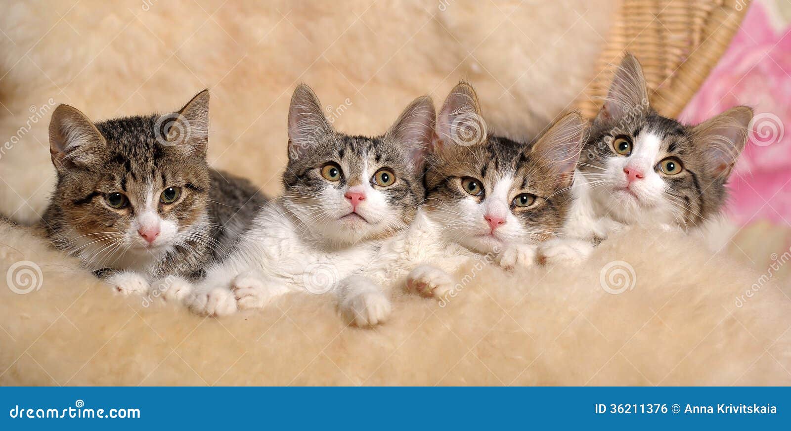 Four kittens together stock photo. Image of four, animal - 36211376