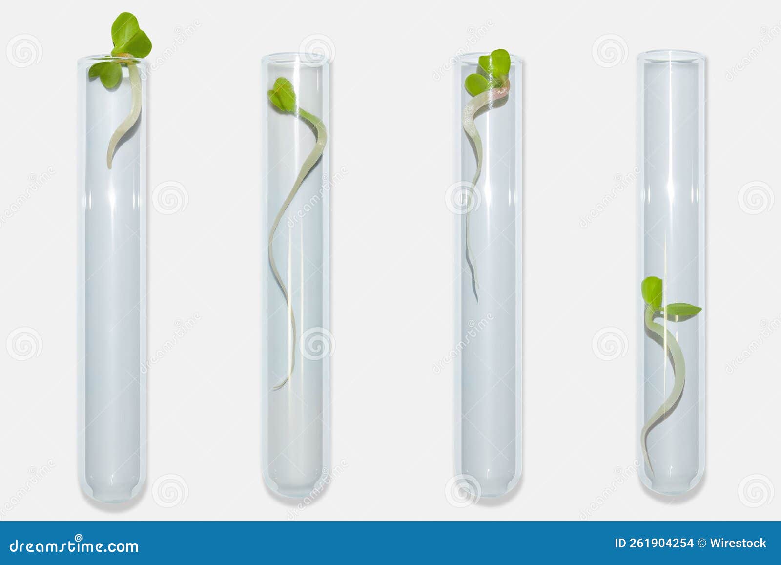 Laboratory Flasks with Plant Sprouts in the Light Background. Research ...