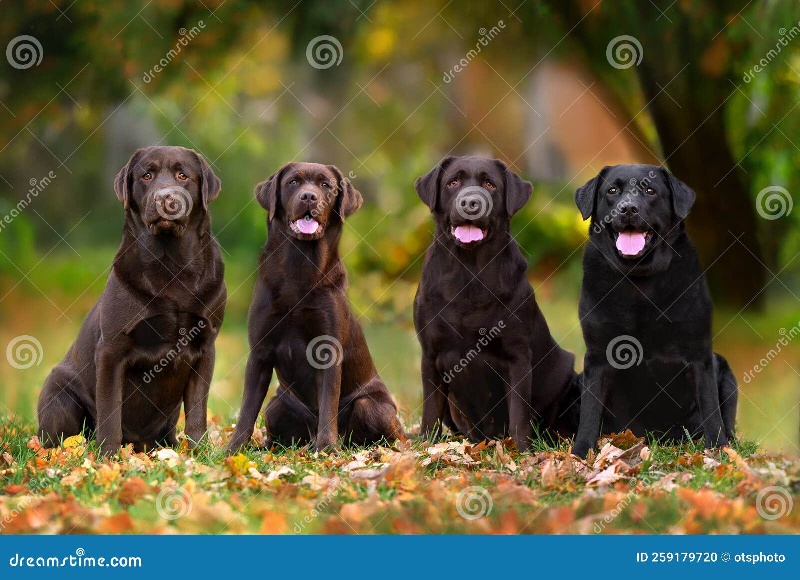 Four Labrador Dogs Sitting in a Row Outdoors Stock Photo - Image of ...