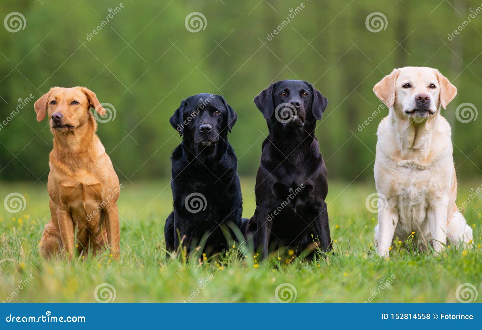 Four Labrador Retriever Dogs Stock Photo - Image of friendship, friend ...