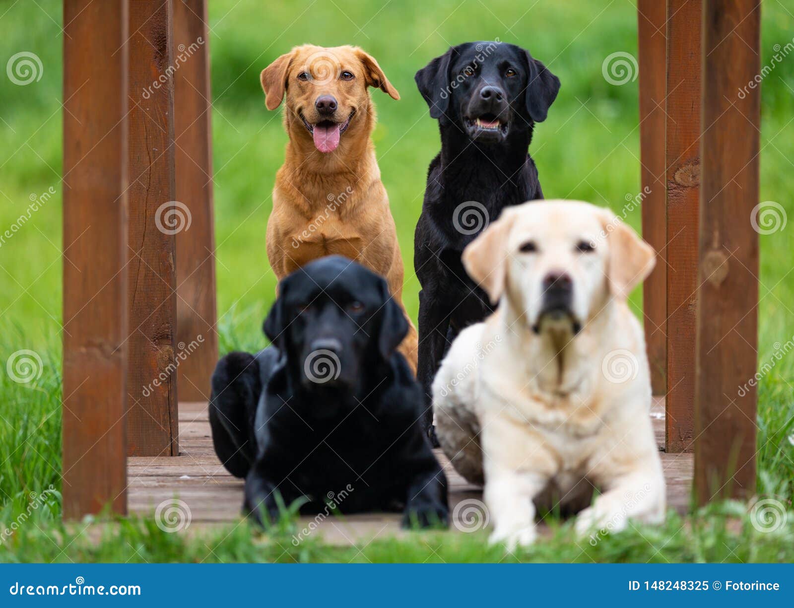 Four Labrador Retriever Dogs Stock Image - Image of springtime, four ...