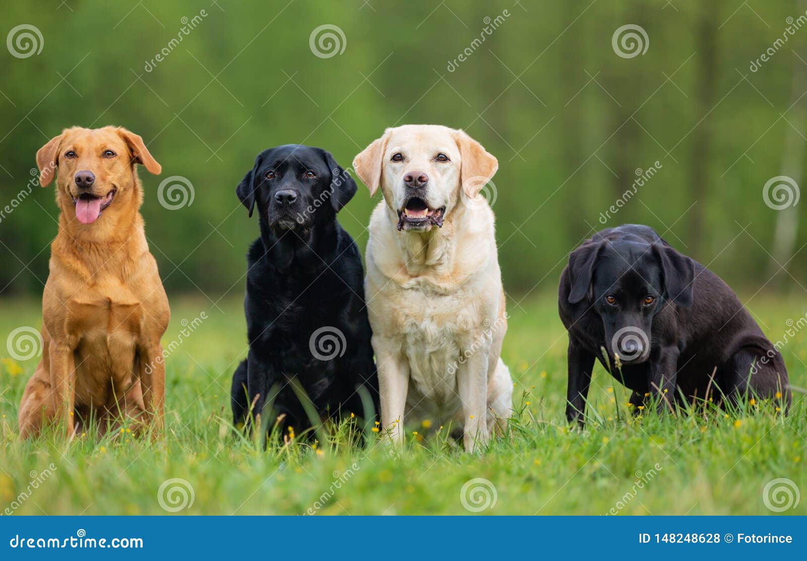 Four Labrador Retriever Dogs Stock Photo - Image of grass, bright ...