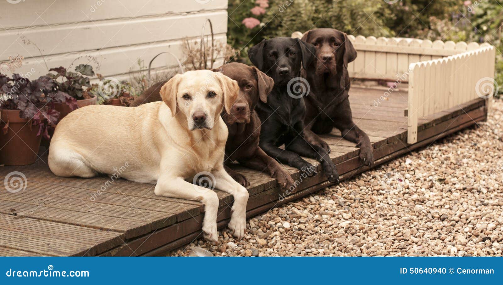Four Labradors Stock Image | CartoonDealer.com #49089733