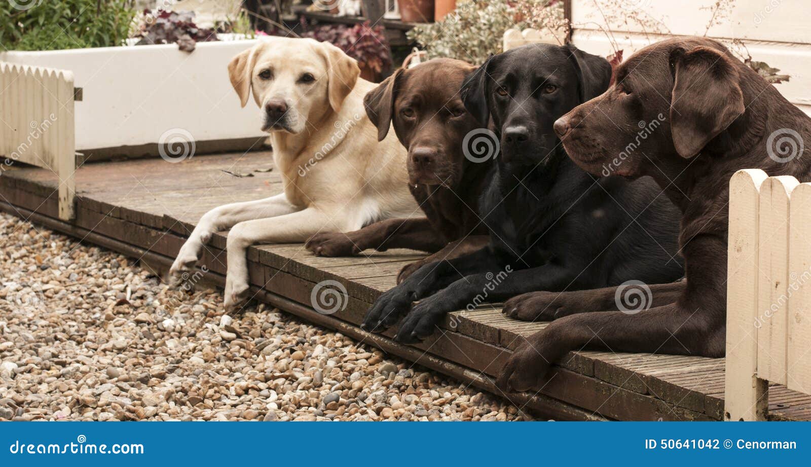 Four Labradors Stock Image | CartoonDealer.com #49089733
