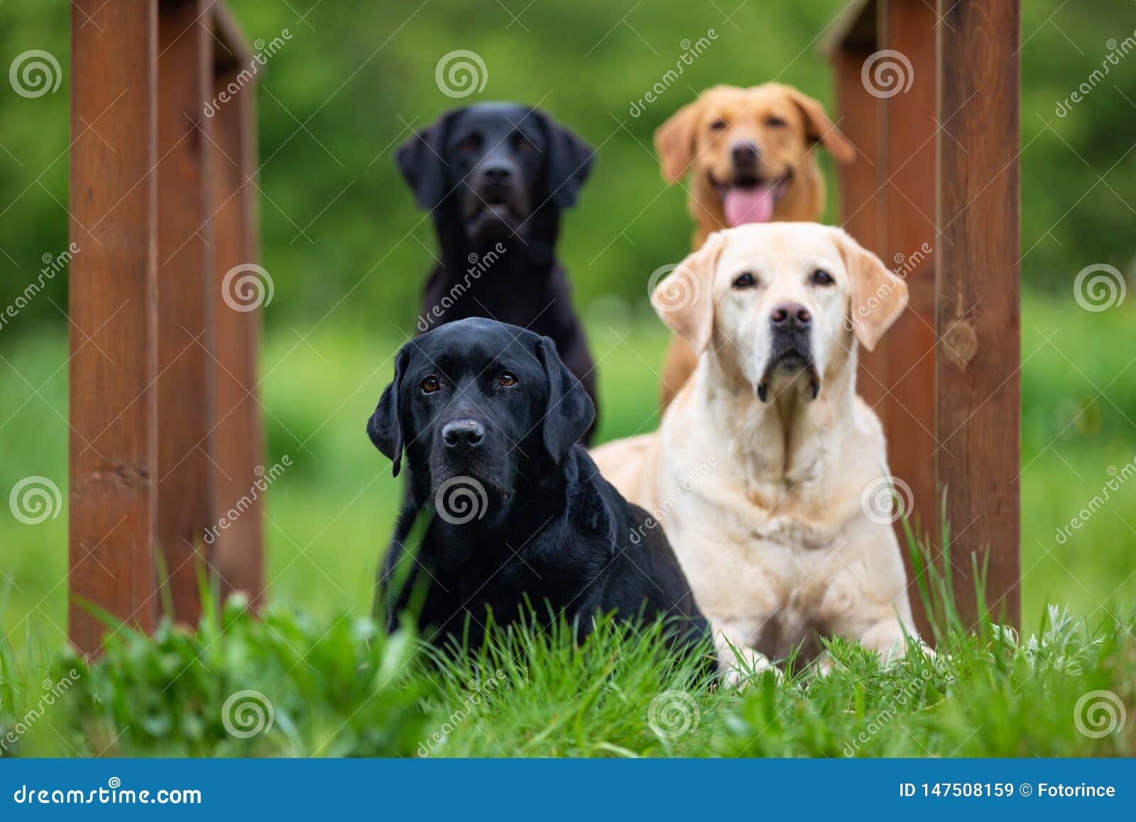 Four Labradors Stock Image | CartoonDealer.com #49089733