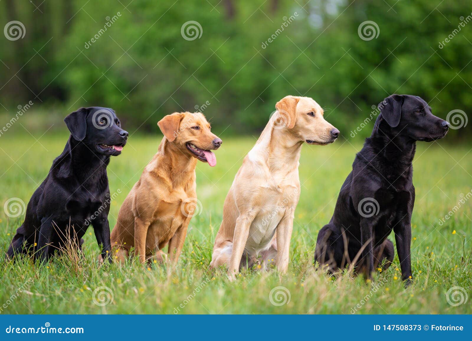 Four Labradors Retriver on a Spring Meadow Stock Image - Image of ...