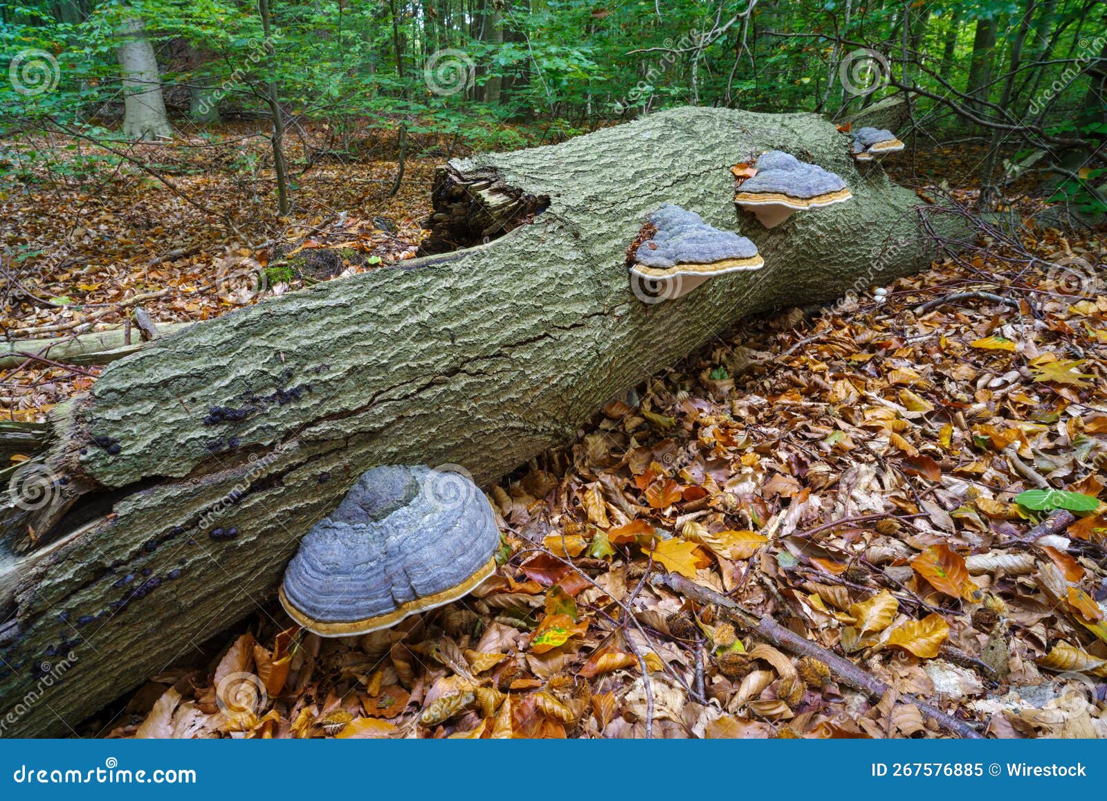 Four Large False Tinder Fungus on a Dead Oak Tree Trunk Stock Image ...