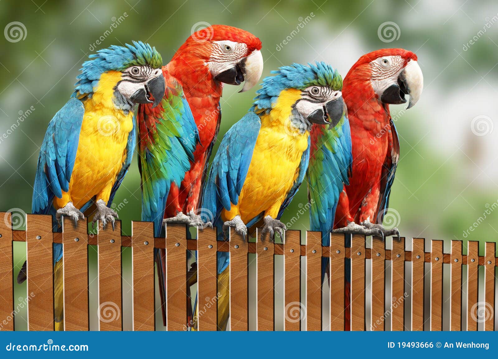 Four large parrot stock photo. Image of beak, beautiful - 19493666