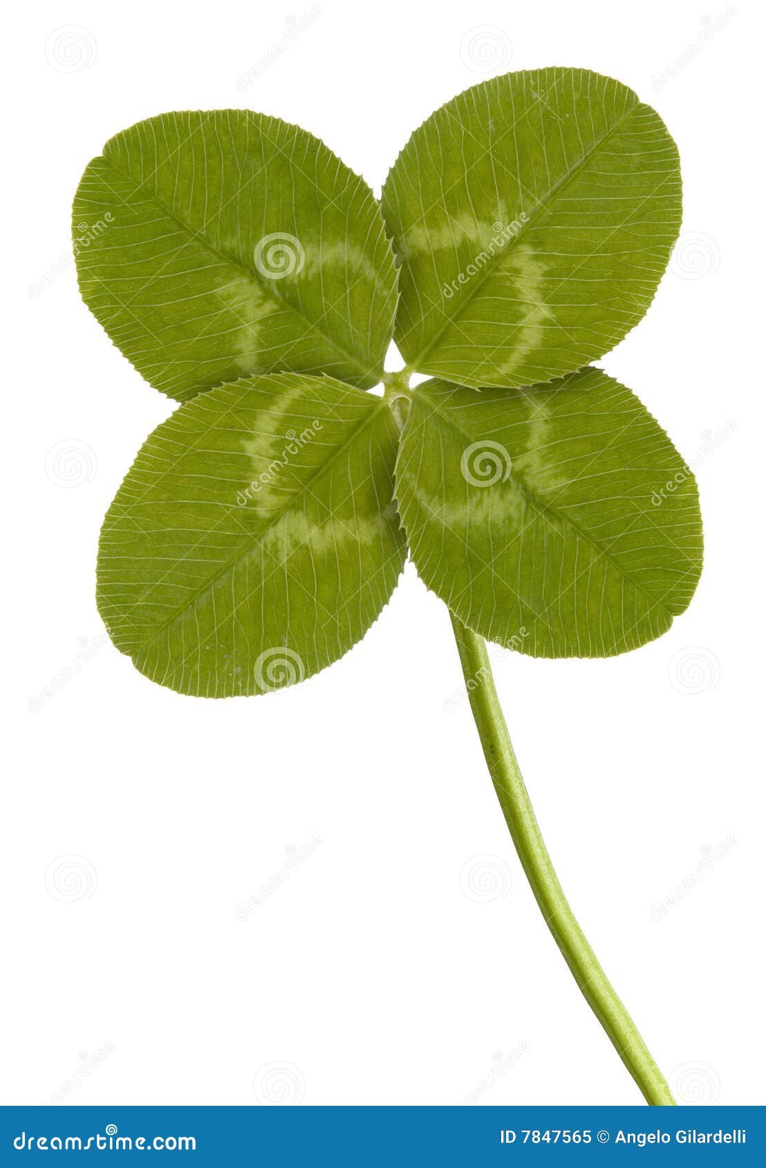 Four leaf stock image. Image of leaves, close, four, luck - 7847565