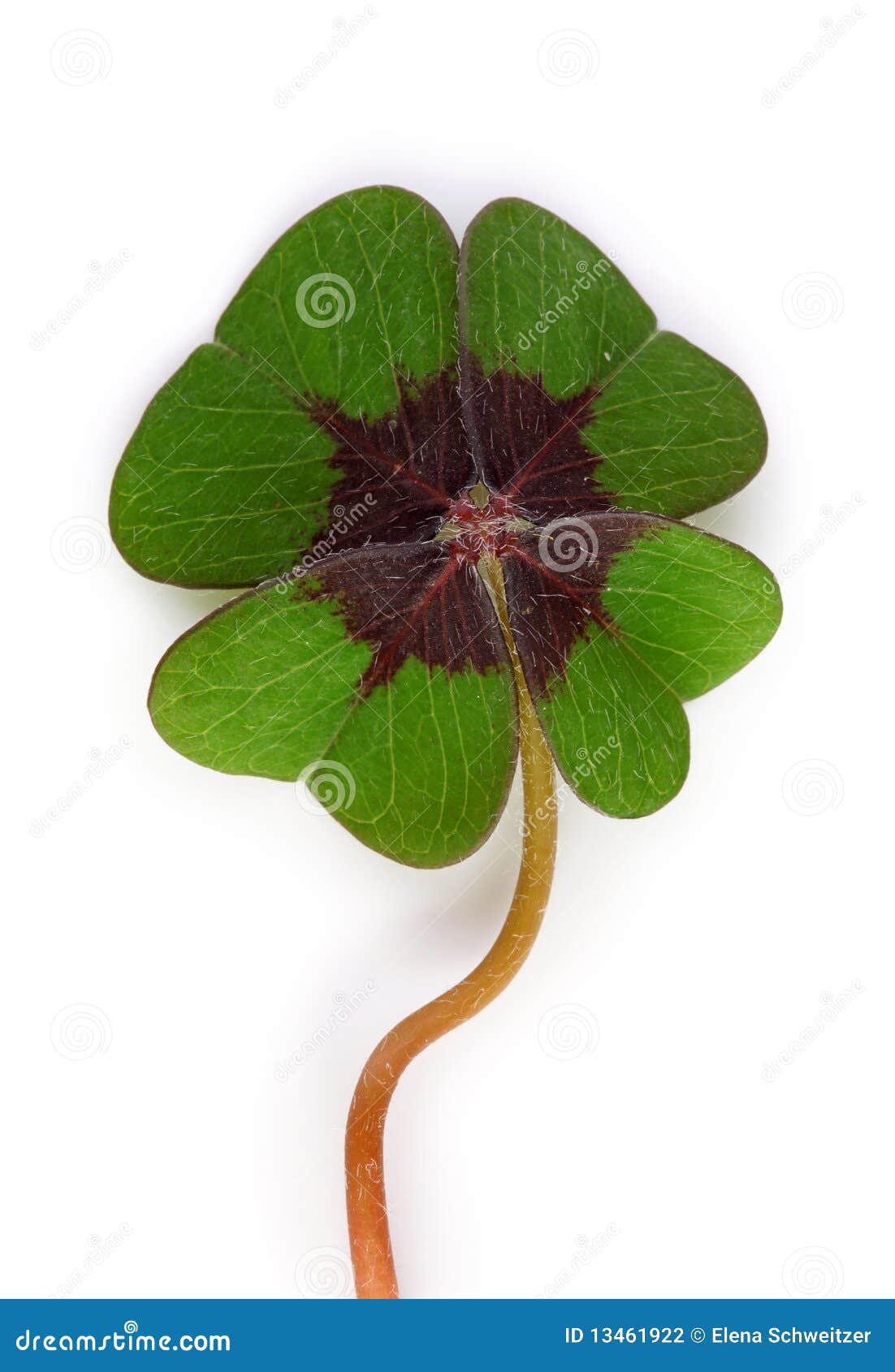 Four leaf clover stock photo. Image of herb, shamrock - 13461922