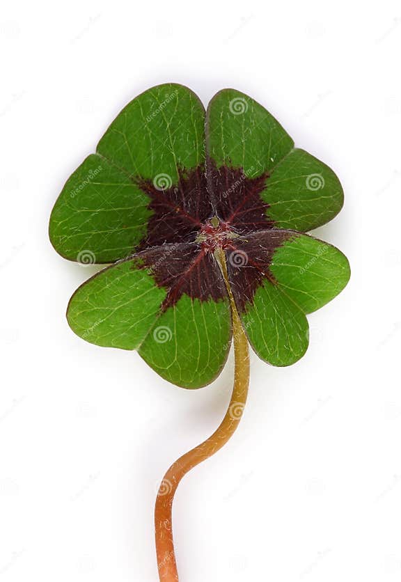 Four leaf clover stock photo. Image of herb, shamrock - 13461922