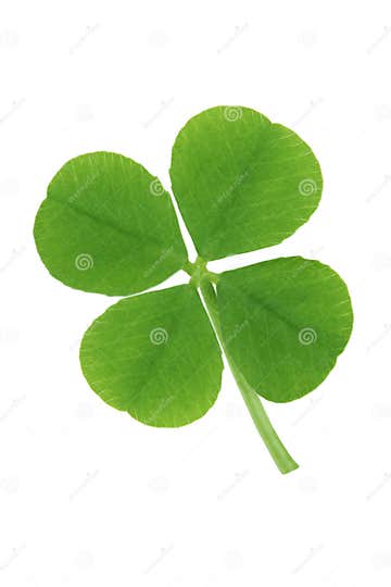 Four Leaf Clover stock image. Image of leaved, lucky, clovers - 1699521