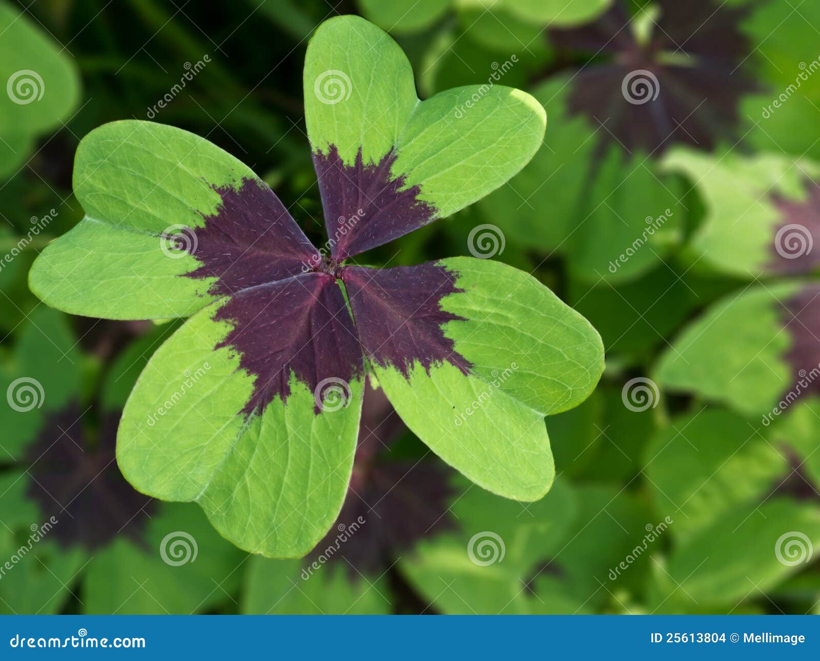 Four leaf clover stock photo. Image of green, clover - 25613804