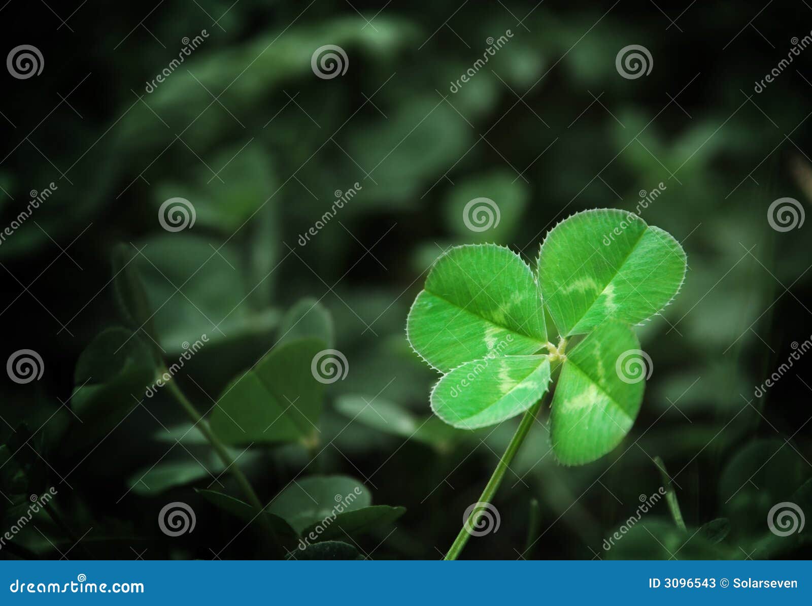 Four Leaf Clover stock image. Image of shamrock, isolated - 3096543