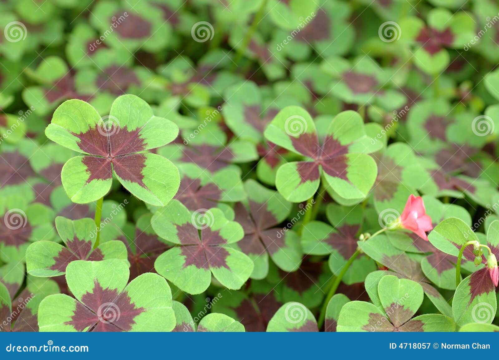 Four leaf clover stock image. Image of leaf, lucky, background - 4718057