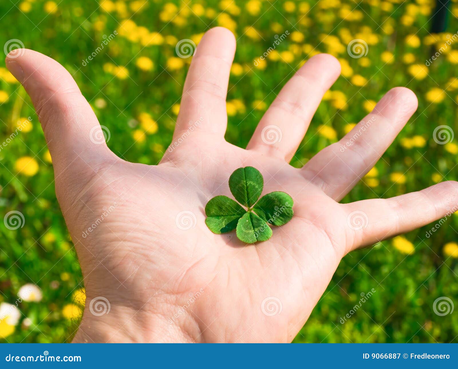 Four Leaf Clover stock image. Image of paddy, love, human - 9066887