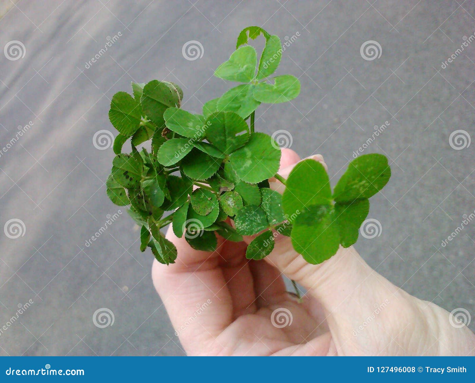 Four Leaf Clover Bouquet Bundle Held in Hand Stock Photo - Image of ...
