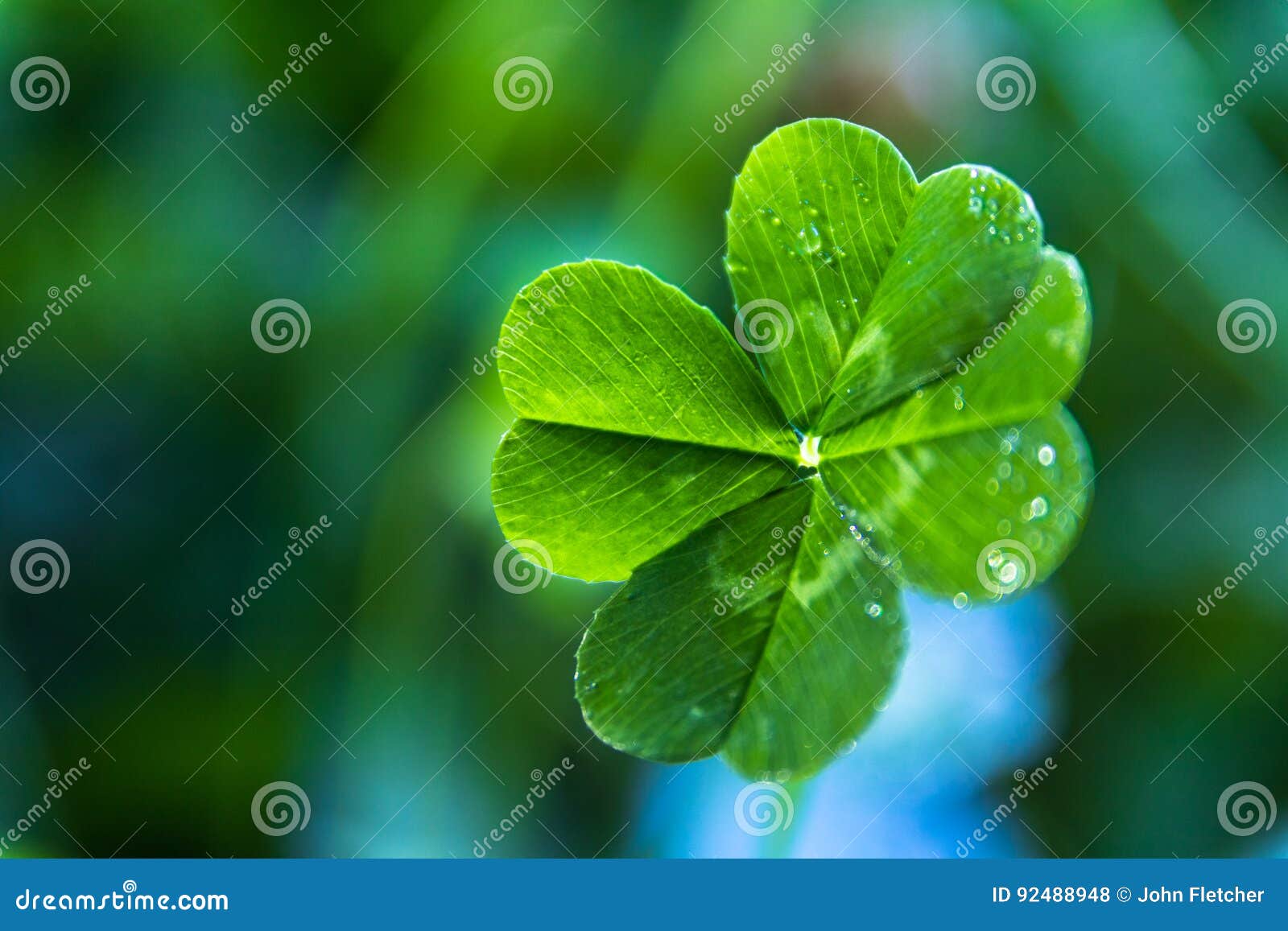 Real Four Leaf Clover Background
