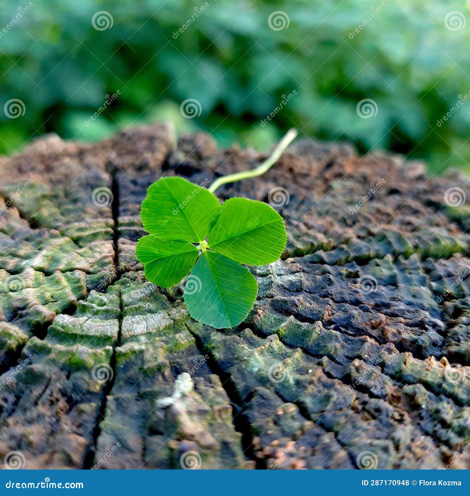 Four leaf clover stock photo. Image of four, fungus - 287170948