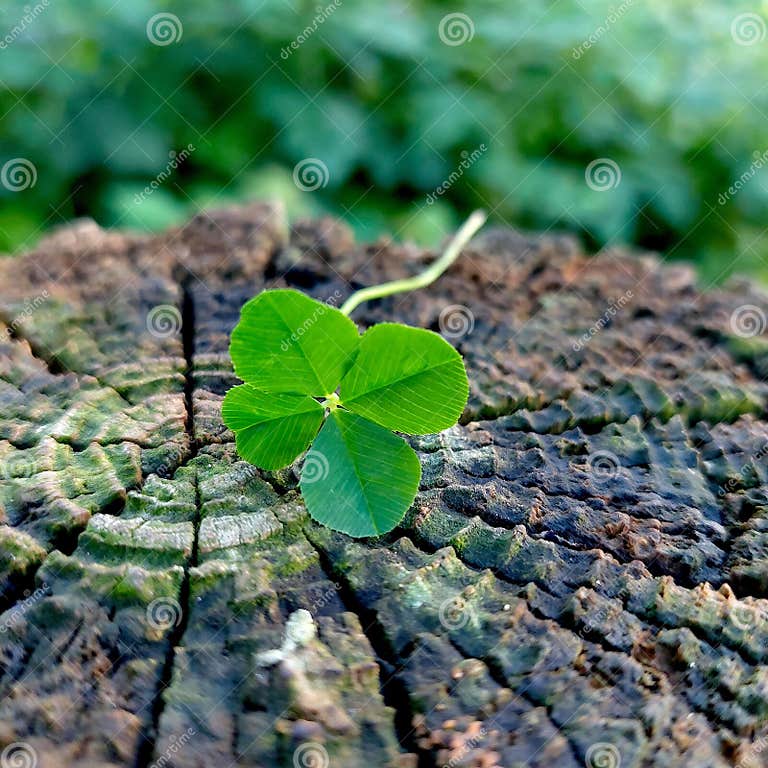 Four leaf clover stock photo. Image of four, fungus - 287170948