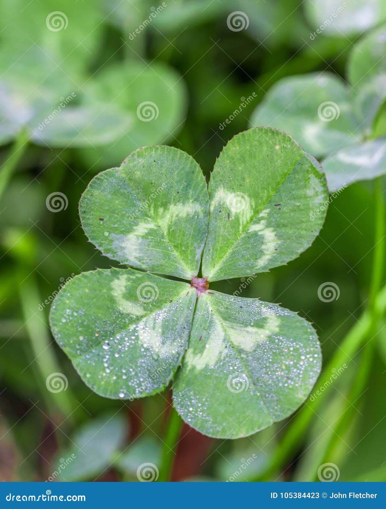 Four Leaf Clover stock image. Image of herb, tree, leaves - 105384423