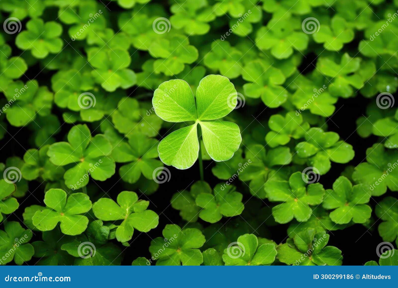 A Four-leaf Clover in a Field of Three-leaf Clovers Stock Photo - Image ...