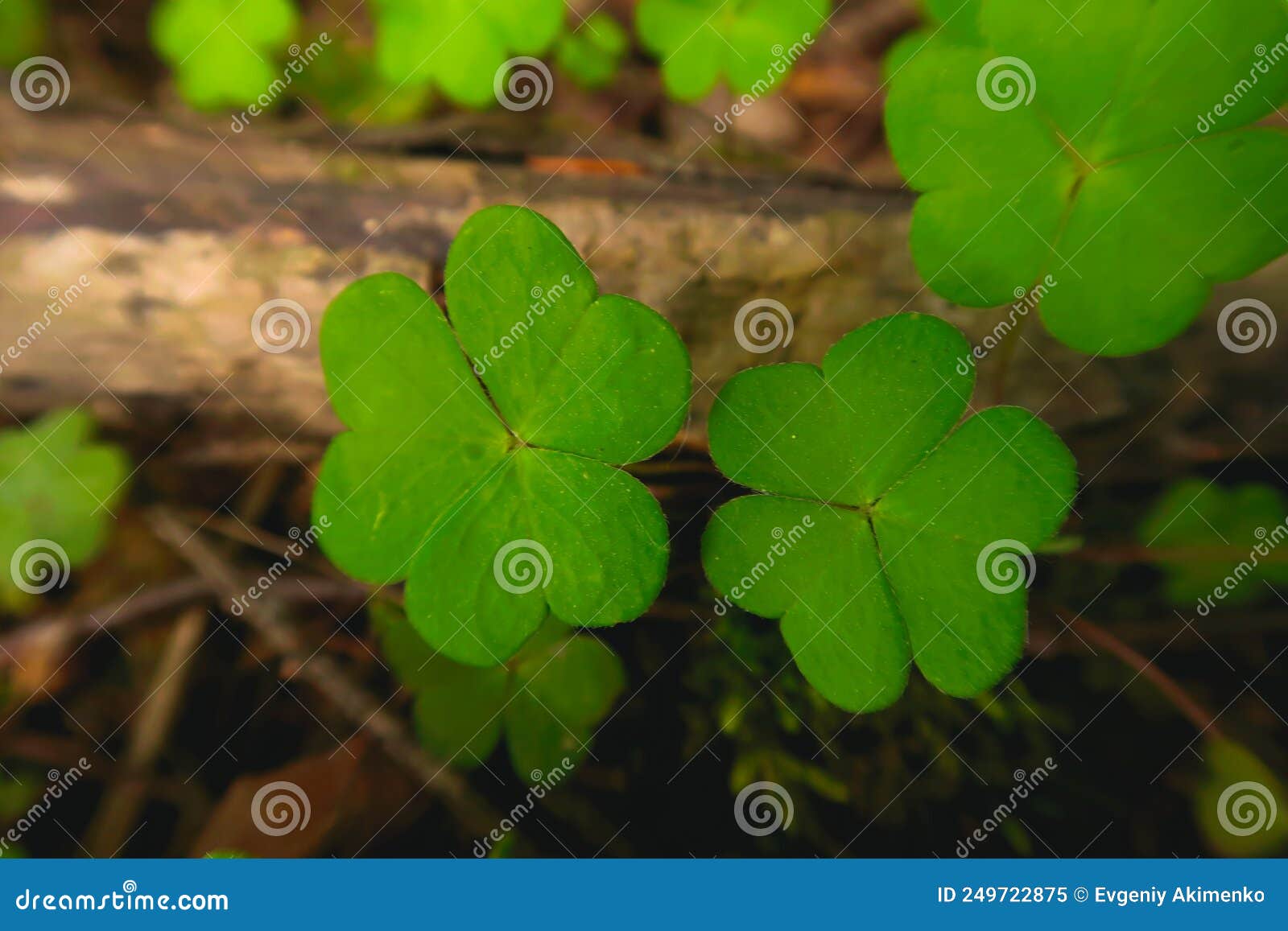 Four Leaf Clover in the Forest Stock Image - Image of soil, autumn ...