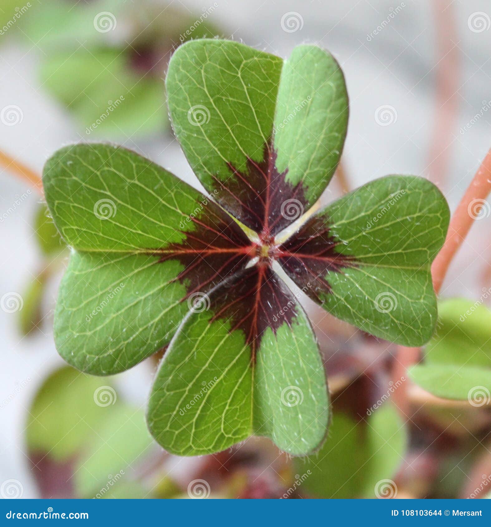 A four-leaf clover stock photo. Image of garden, natural - 108103644