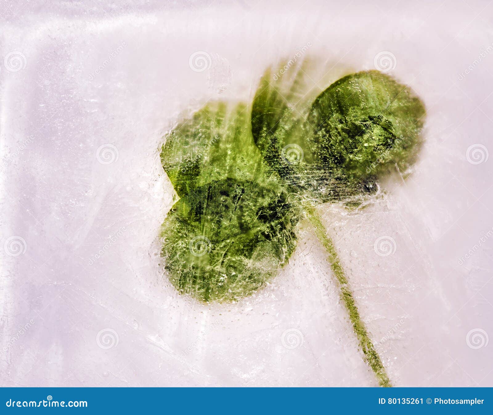 Four Leaf Clover Frozen in Ice Stock Image - Image of patrick, four ...