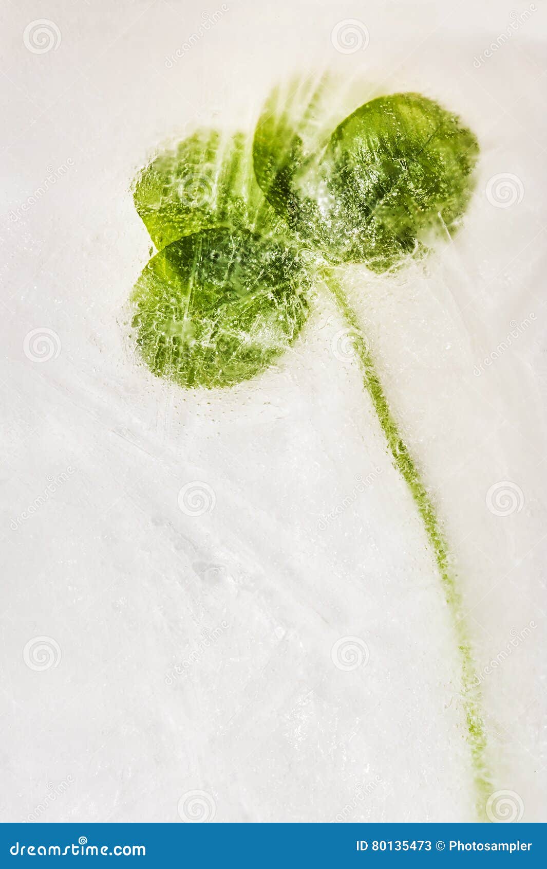 Four Leaf Clover Frozen in Ice Stock Image - Image of petals, four ...