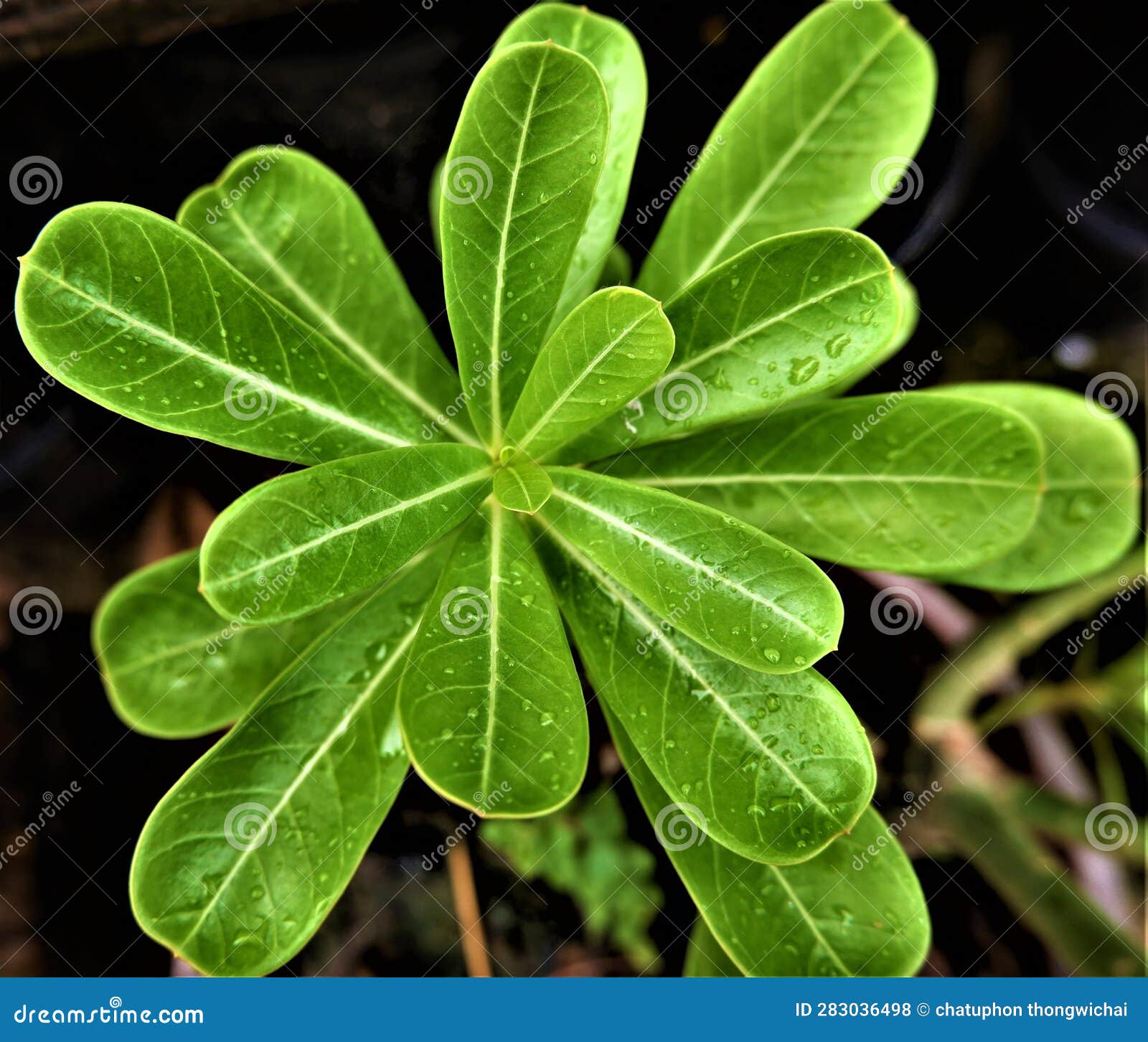 Four Leaf Clover , Four Leaf Clover in the Garden Stock Photo - Image ...
