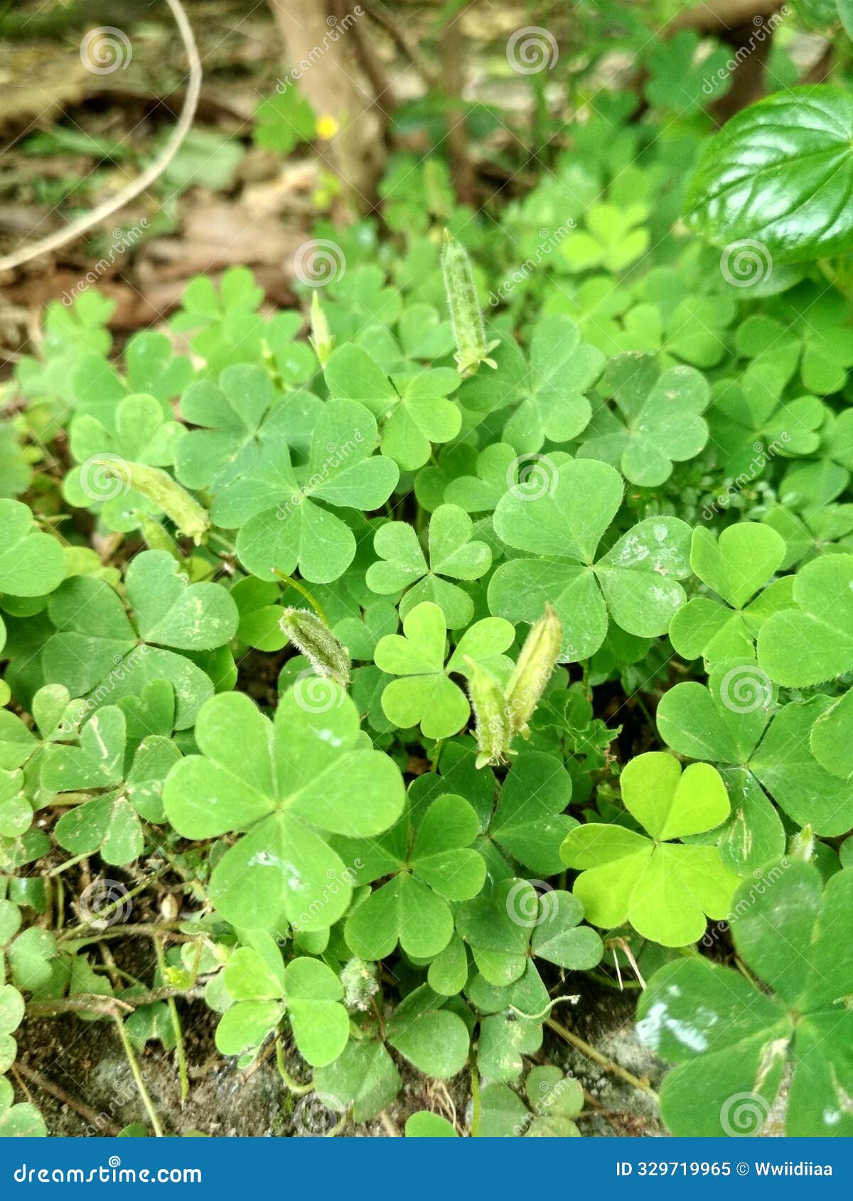 Four Leaf Clover in the Garden Stock Image - Image of color, flower ...