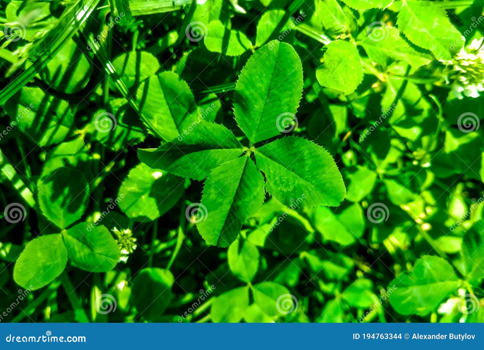Four Leaf Clover for Good Luck Stock Photo - Image of petal, shape ...