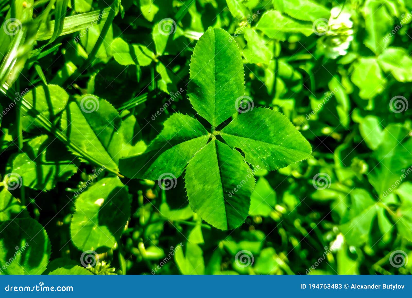 Four Leaf Clover for Good Luck Stock Image - Image of symbol, petal ...