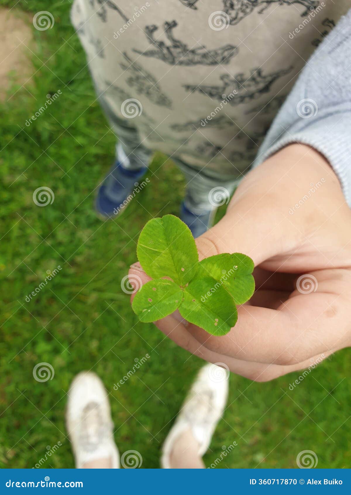 Four Leaf Clover for Good Luck Stock Photo - Image of good, leaf: 360717870
