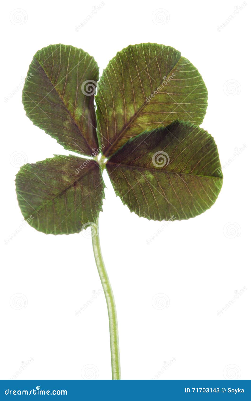 Four-leaf Clover for Good Luck Stock Image - Image of patrick, holiday ...