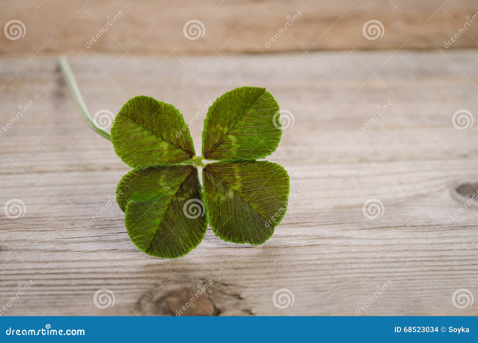 Four-leaf Clover for Good Luck Stock Photo - Image of holiday, symbol ...