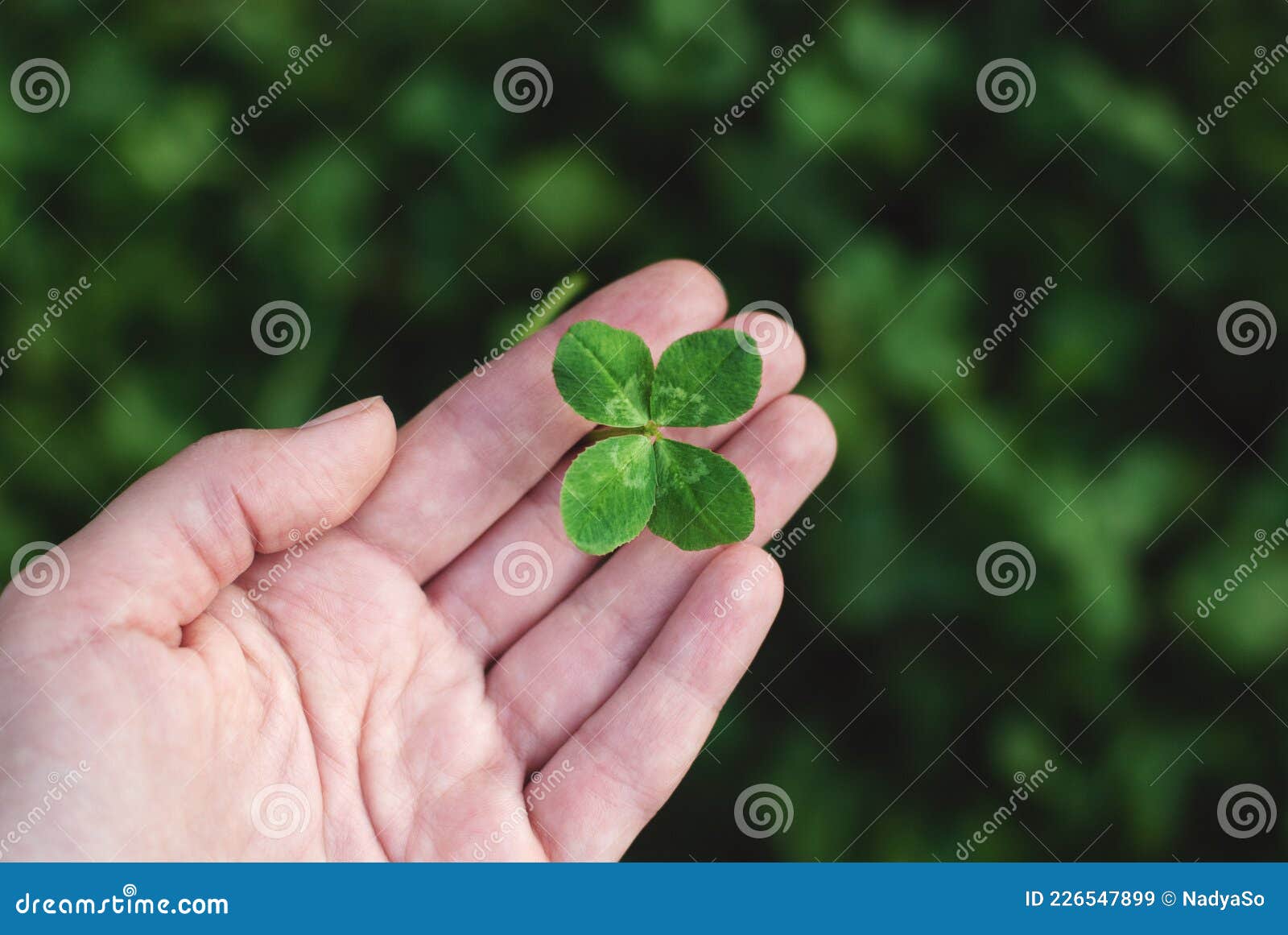 Authentic Four Leaf Clover in Hand Stock Image - Image of holding ...
