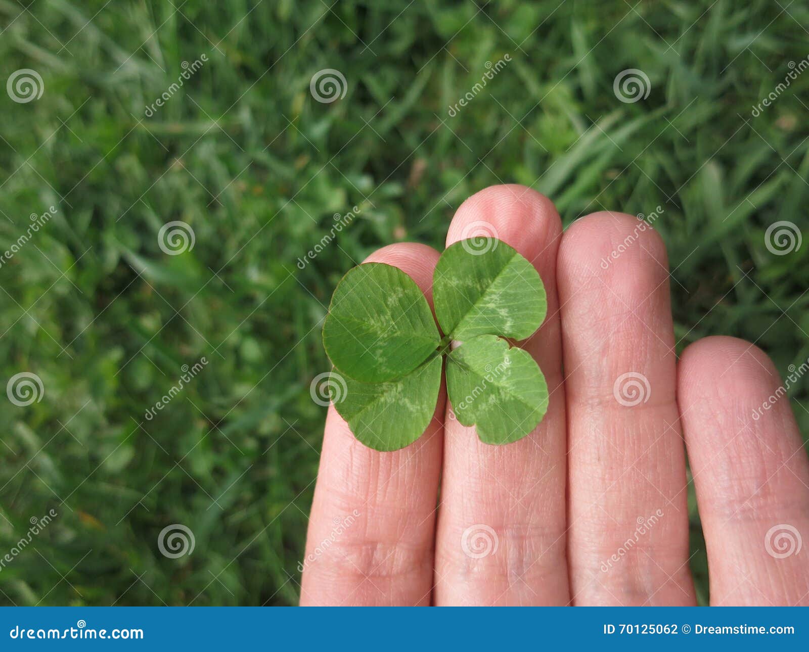 Four leaf clover in hand stock photo. Image of closeup - 70125062