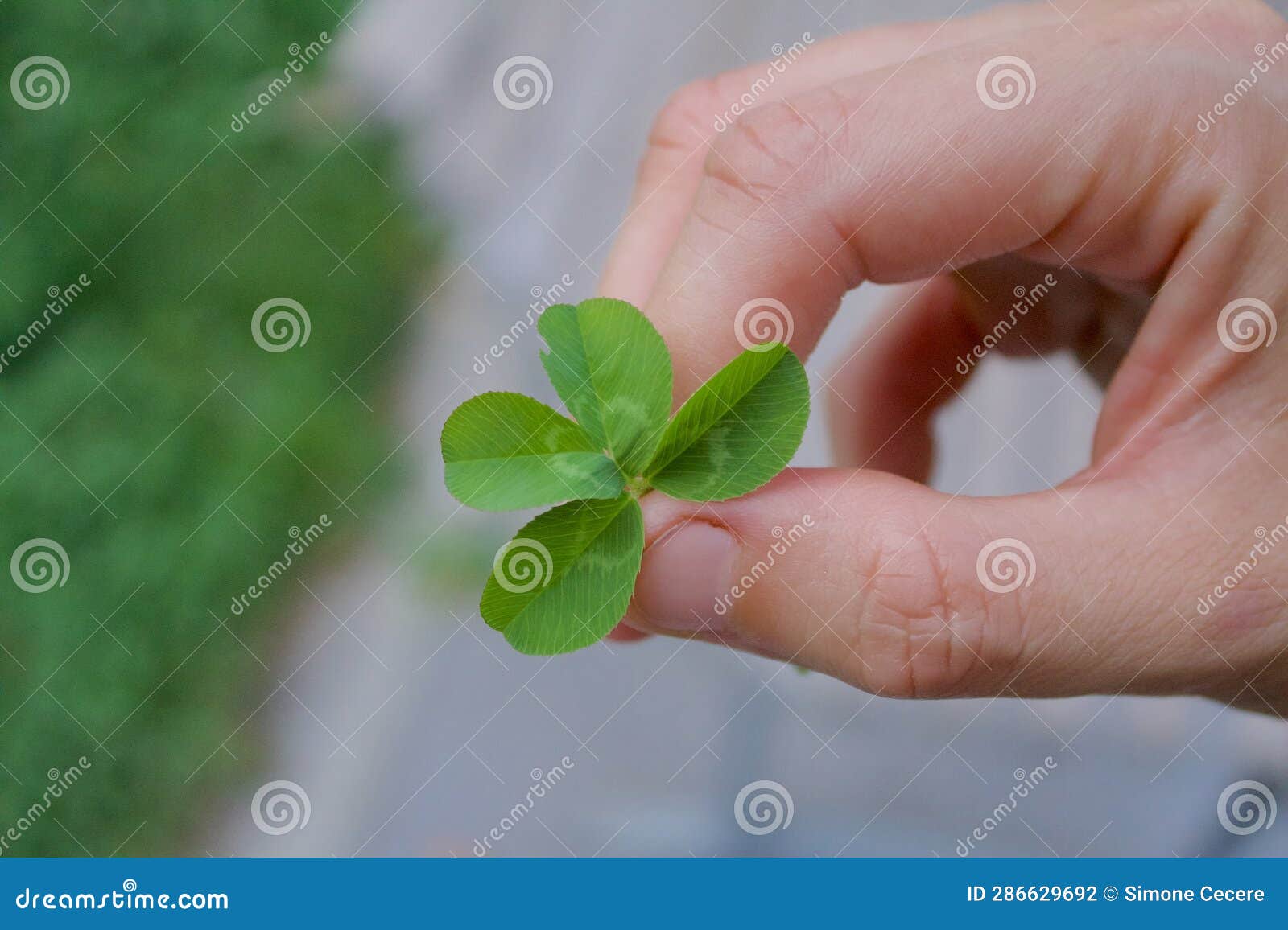 Four-leaf clover in hand stock photo. Image of flower - 286629692