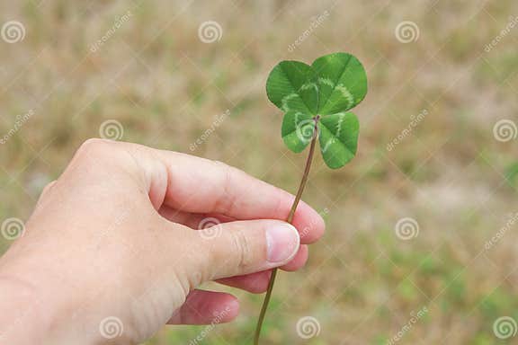 Four-leaf Clover in Hand Horizontal Stock Image - Image of hand ...