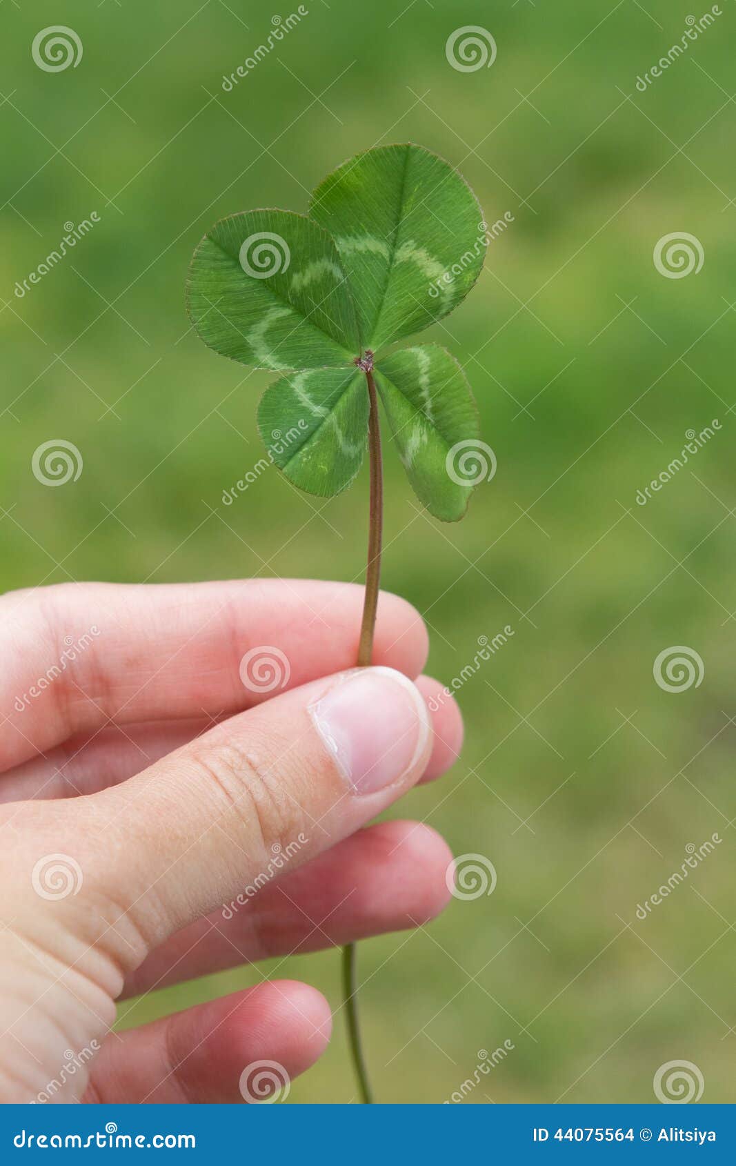 Four-leaf Clover in Hand Vertical on a Green Stock Photo - Image of ...