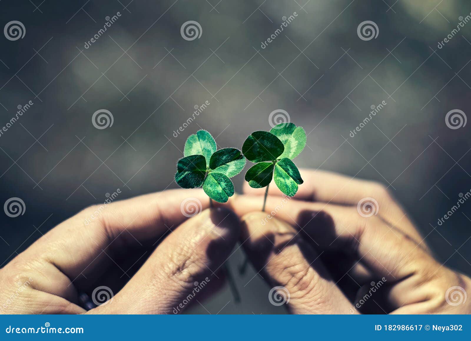 Four leaf clover in hands stock image. Image of fourleaf - 182986617